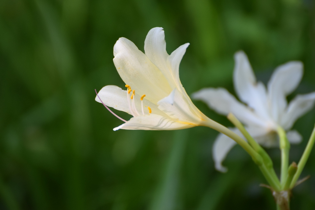 Lycoris longituba from 中国上海市浦东新区世纪公园 on August 23, 2018 at 08:22 AM by ...