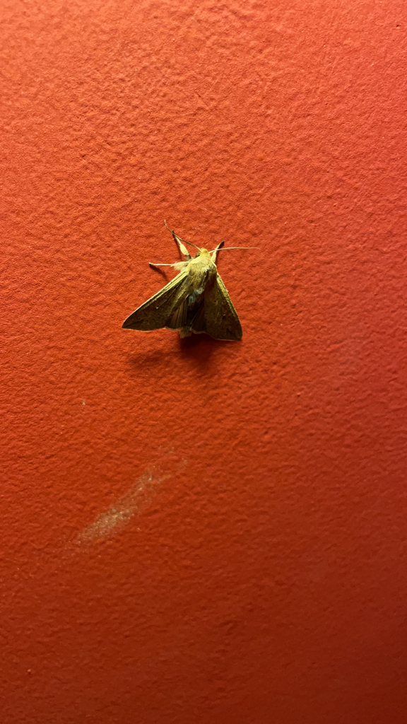 White-speck Moth from New Castle on October 10, 2022 at 08:11 AM by ...