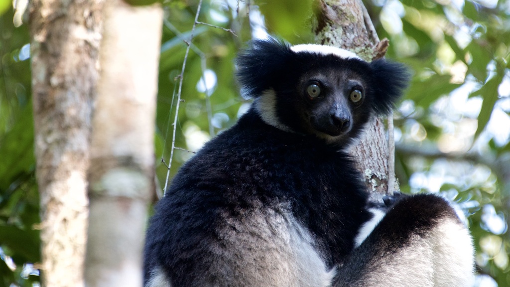 Indri in September 2013 by scottjg · iNaturalist