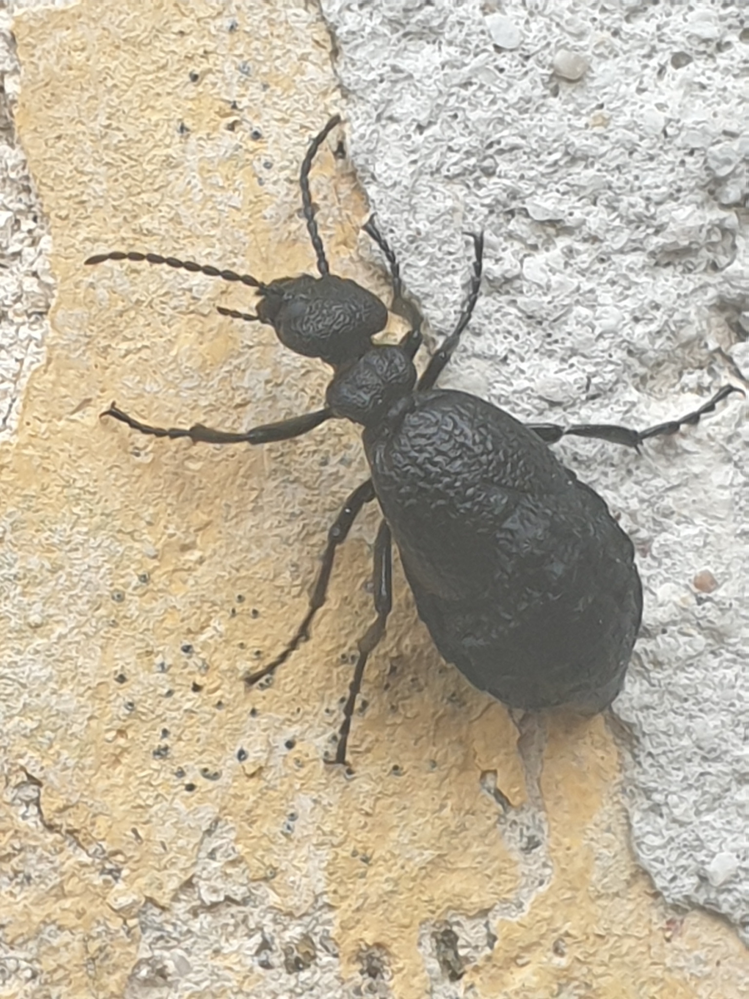 Meloe rugosus Marsham, 1802