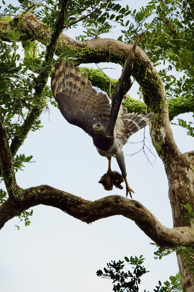 Crested Eagle in September 2022 by Richard Stineman. Female carrying ...