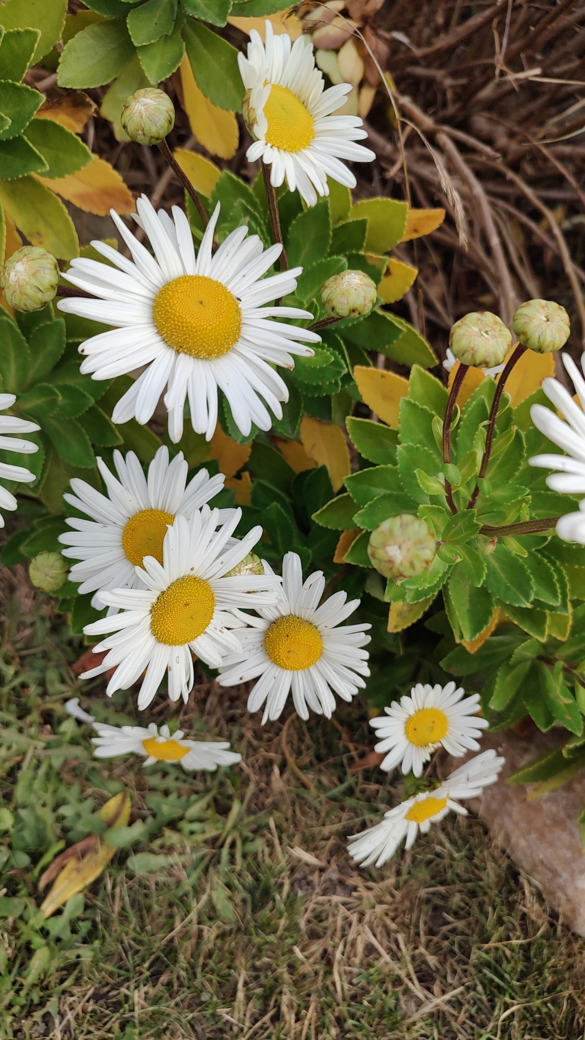 Nipponanthemum nipponicum (Franch. ex Maxim.) Kitam.