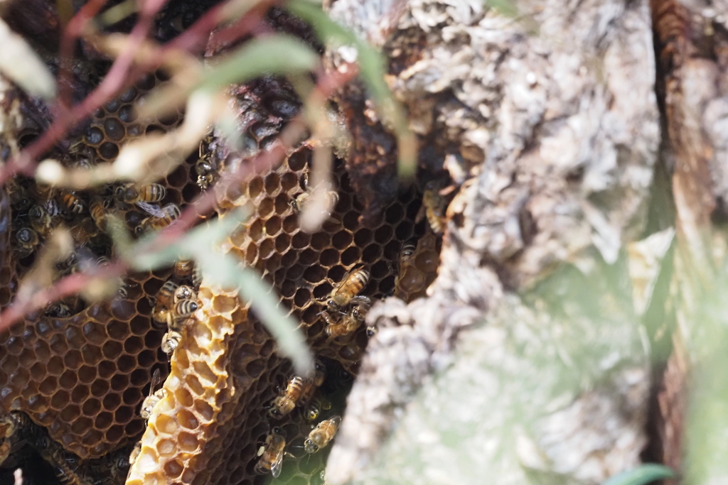 Western Honey Bee from Murray Bridge SA, Australia on October 10, 2022 ...
