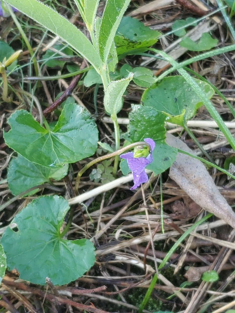 common blue violet from Lancaster Township, PA, USA on October 10, 2022 ...