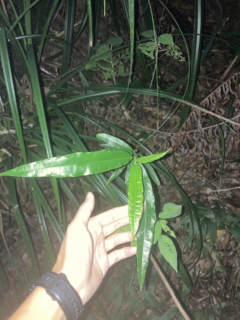 Ficus formosana from 奇岩路, 北投區, TW on October 10, 2022 at 05:23 PM by ...