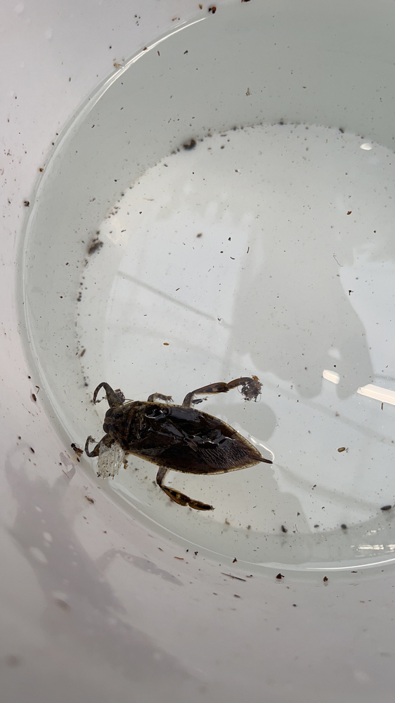 Lethocerus medius from Cleburne on October 10, 2022 at 08:59 AM by ...