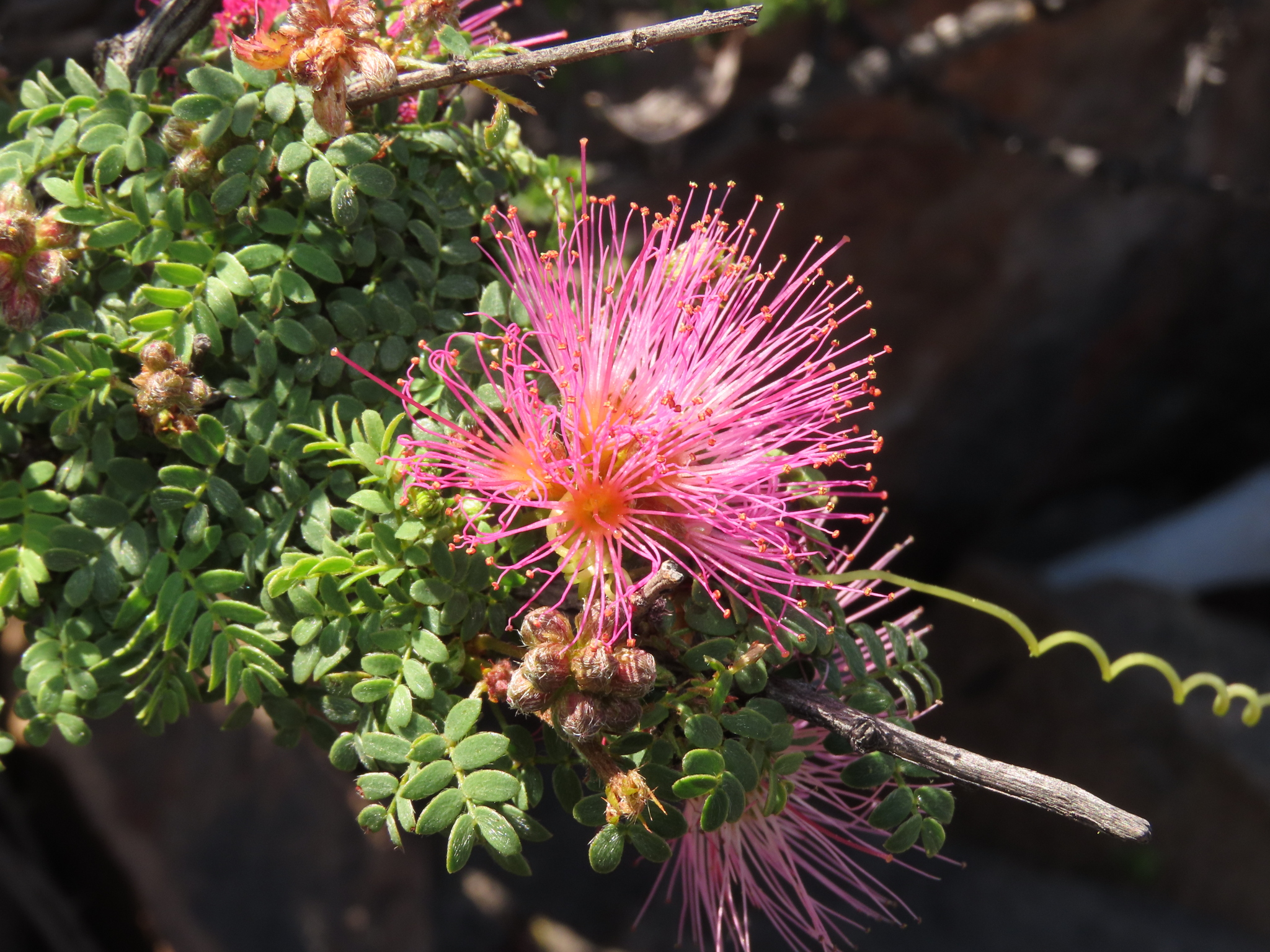 Calliandra chilensis Benth.