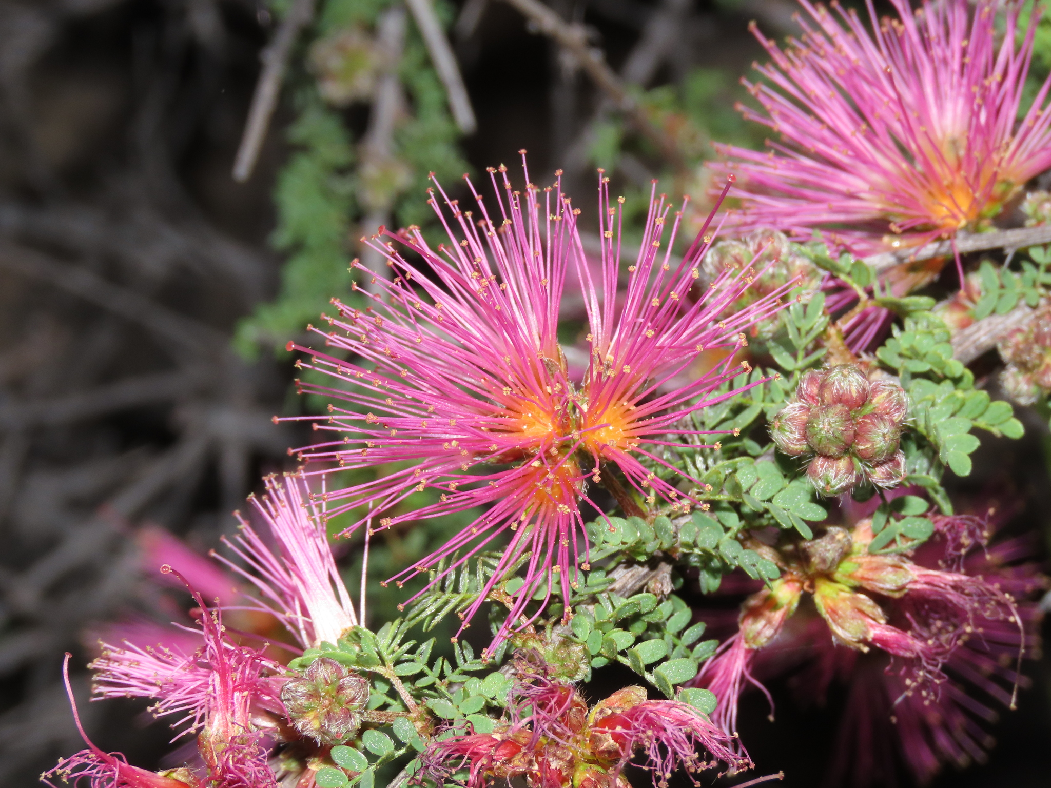 Calliandra chilensis Benth.