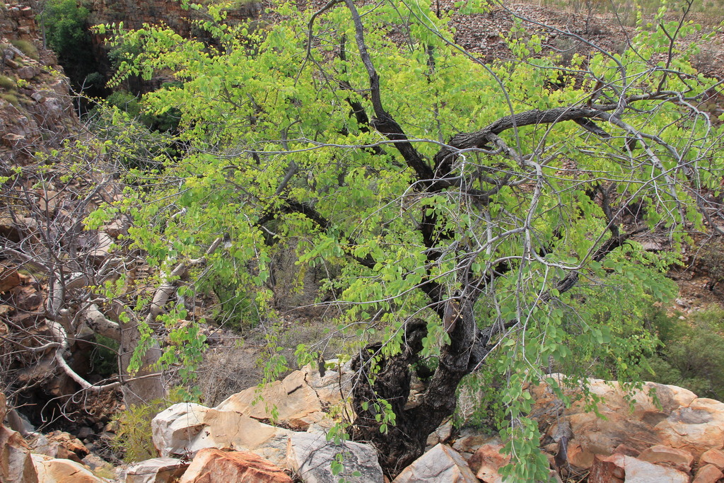 Jigal Tree from Wyndham WA 6740, Australia on October 3, 2022 at 01:51 ...