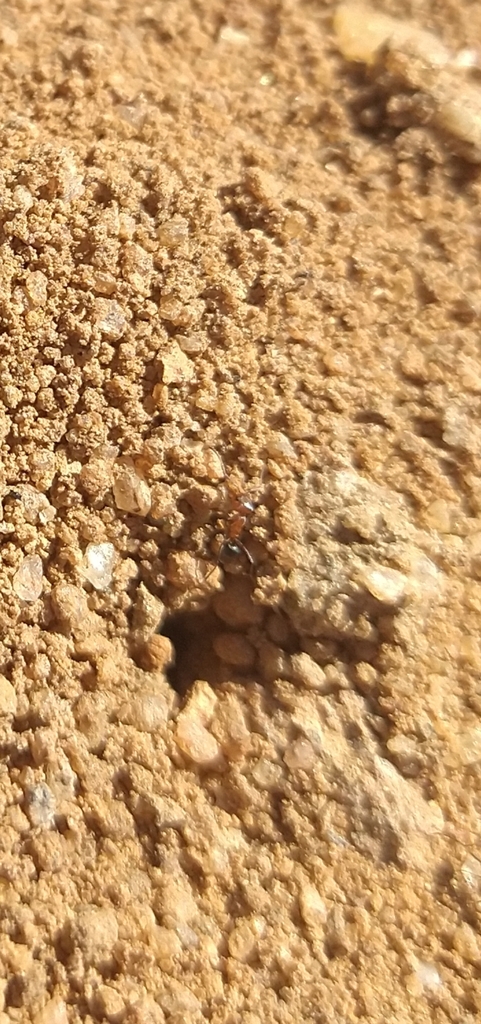 Bicolored Pyramid Ant from Madera, CA 93638, USA on October 06, 2022 by ...