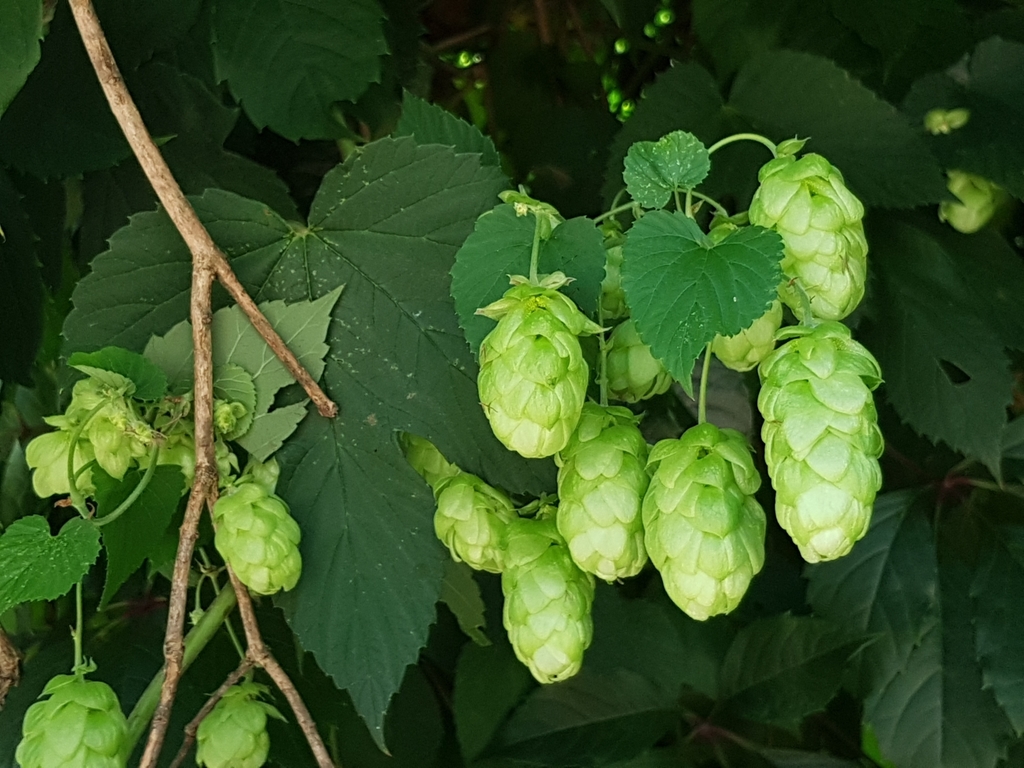 common hops from Birutės g. 16, Vilnius 08117, Lietuva on August 23 ...