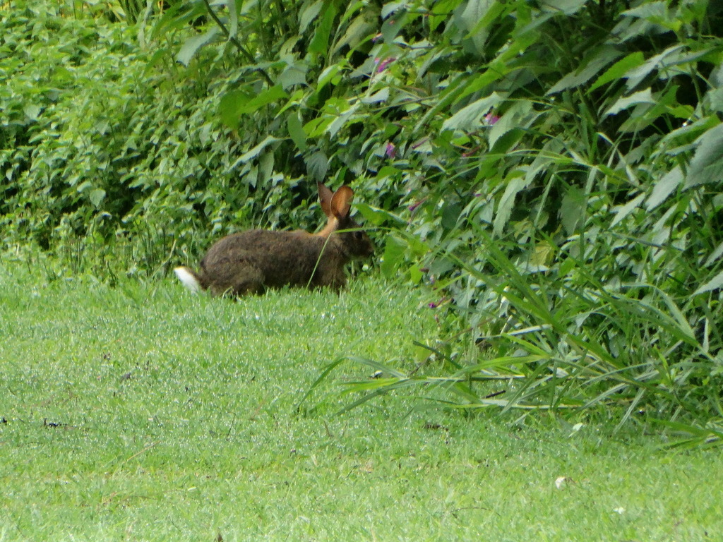 Eastern Cottontail from C.U., Coyoacán, 04510 Ciudad de México, CDMX ...