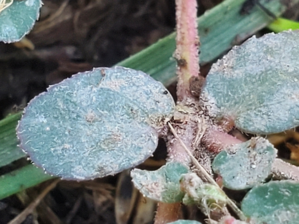 Erysiphe in October 2022 by Eric C. Maxwell. On Euphorbia · iNaturalist