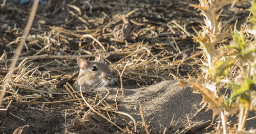 Shaw's Jird (Meriones shawii) · iNaturalist