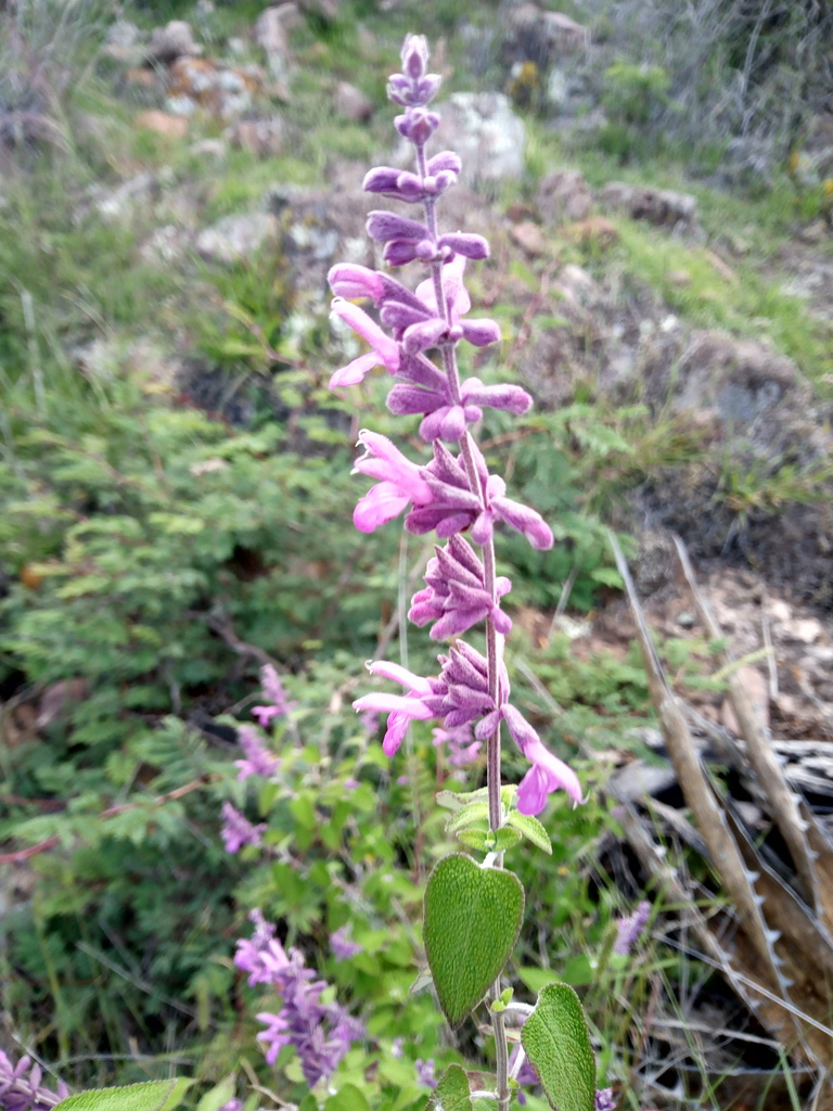 Salvia variana from Tepelmeme Villa de Morelos, Oax., México on October ...