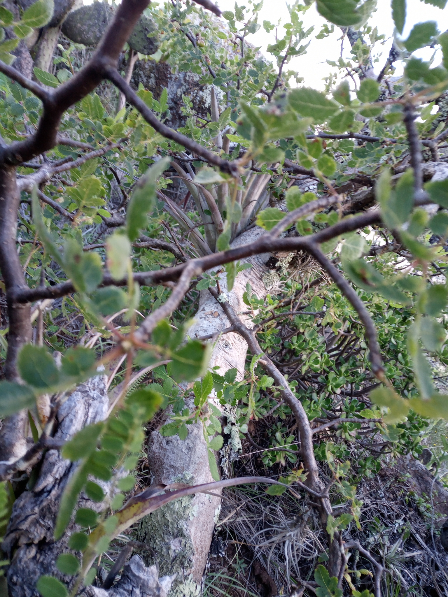 Bursera bipinnata (Moc. & Sessé ex DC.) Engl.