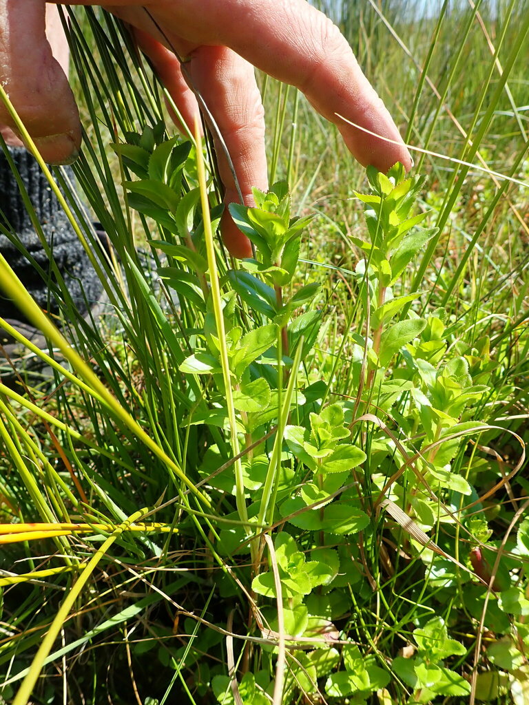 smooth willow herb from Kuku Beach, New Zealand on October 08, 2022 at ...