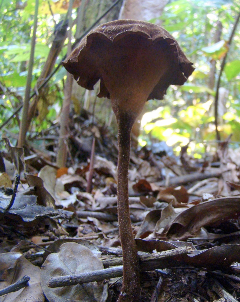 Panus velutinus from Pilón Lajas Biosphere Reserve and Communal Lands ...