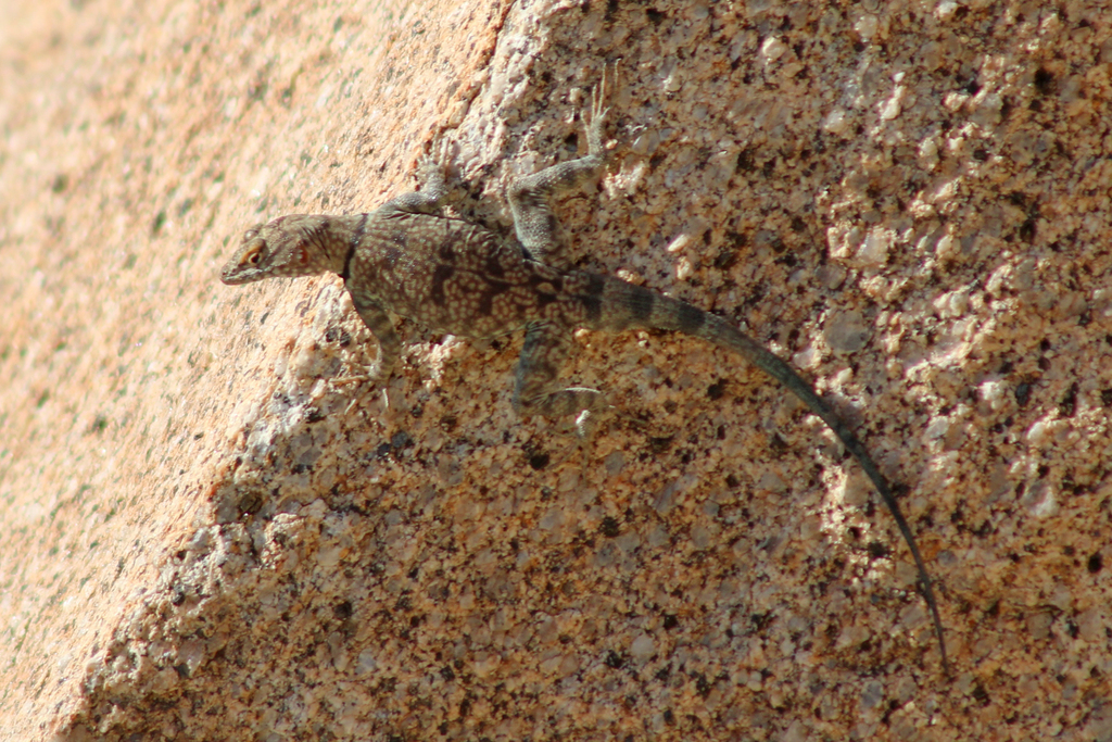 Banded Rock Lizard from Indian Gorge, San Diego County, CA, USA on ...