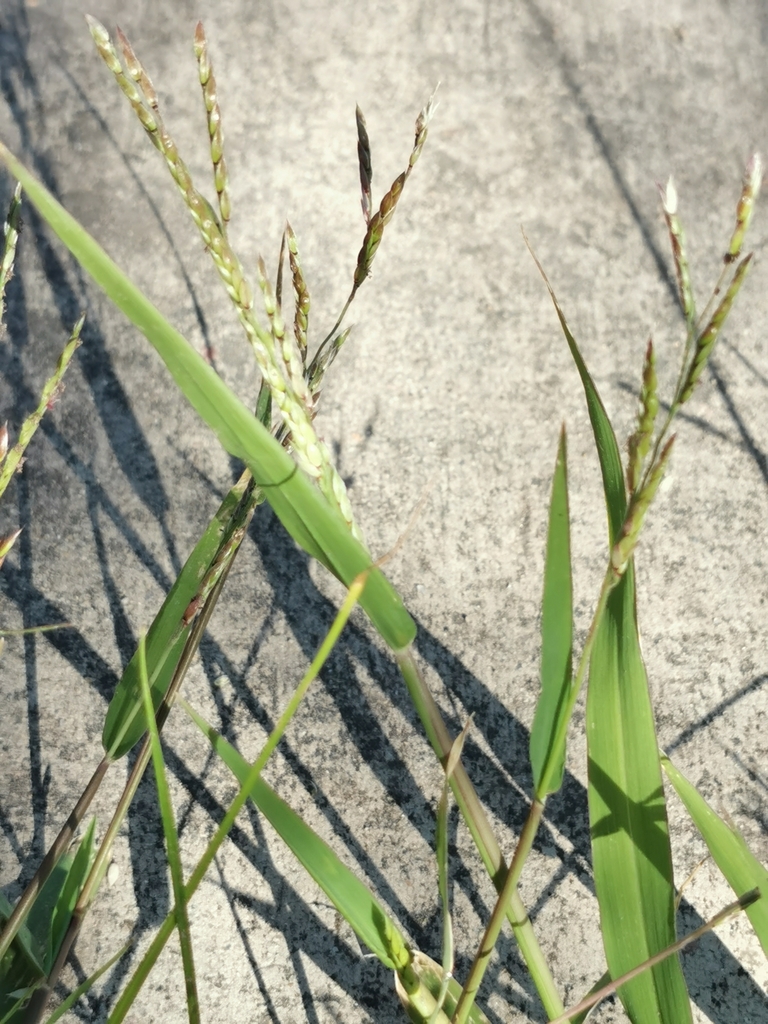 Taper-Tip Cup Grass from Durango, MX-DU, MX on October 10, 2022 at 10: ...