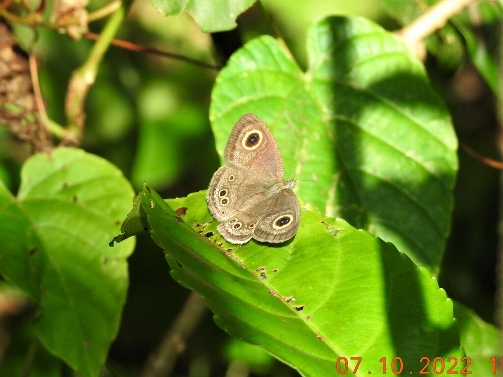 Common Five-ring from Udupi, Karnataka, India on October 07, 2022 at 03 ...