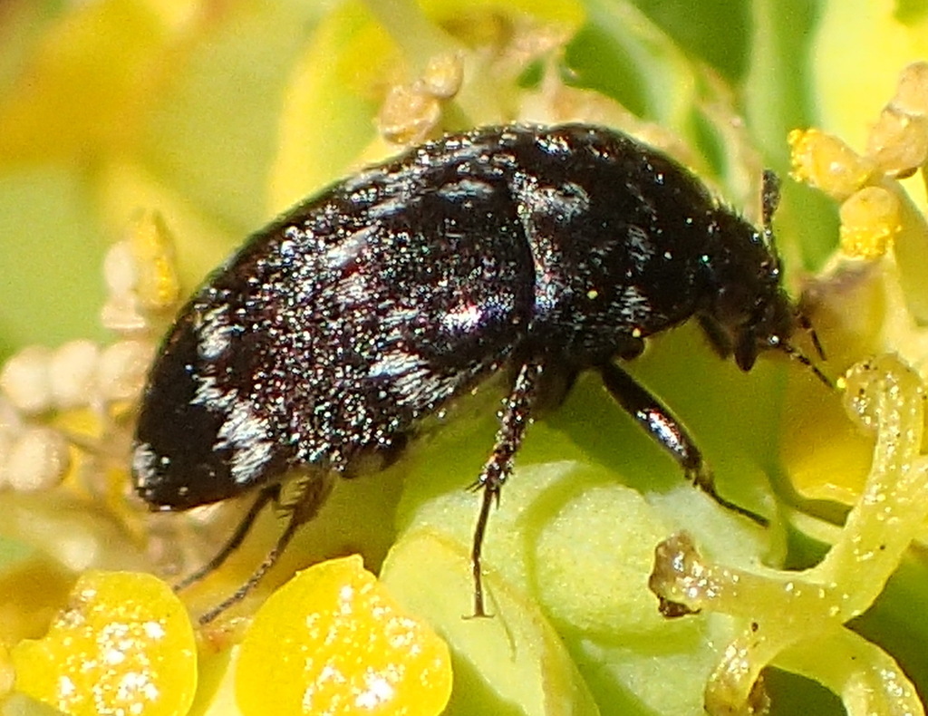 Skin Beetles from Plot 105, Brenton-on-Sea, 6570, South Africa on ...