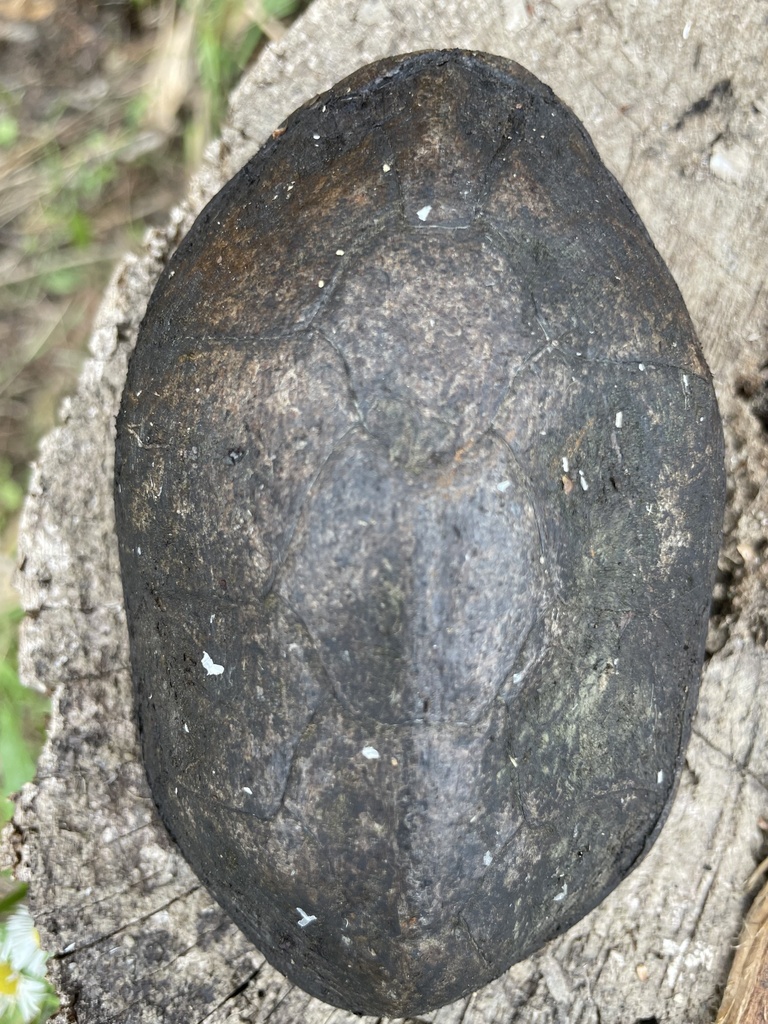 Eastern Musk Turtle from Burden Lake Rd, Averill Park, NY, US on ...