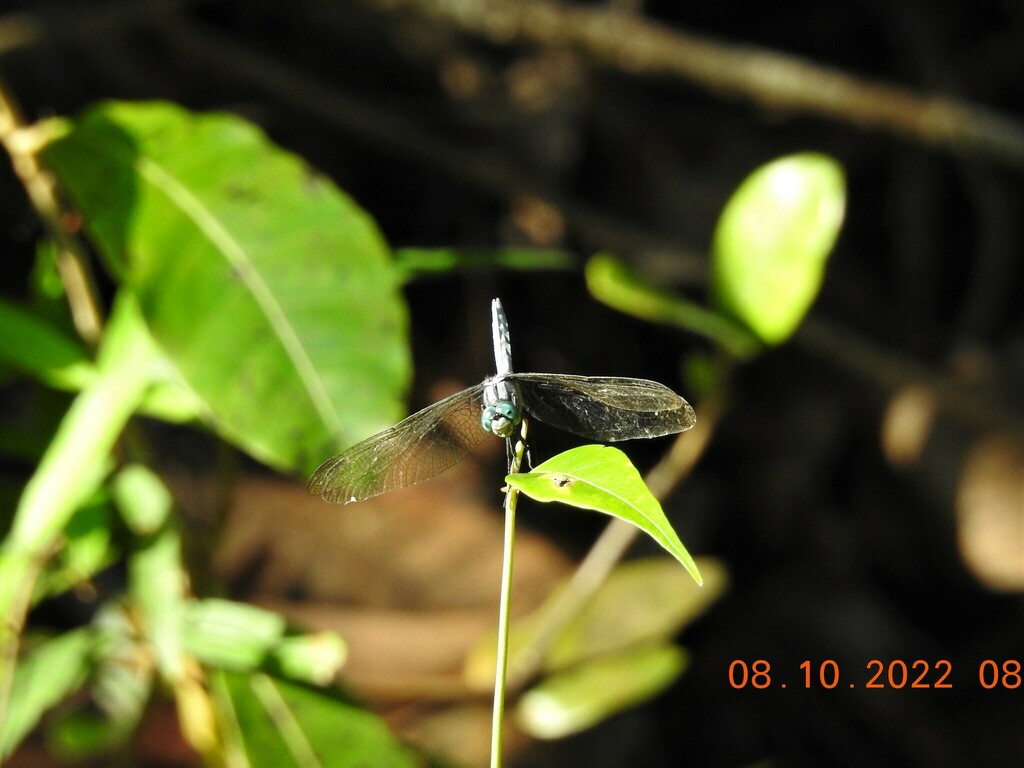 Slender Blue Skimmer from Udupi, Karnataka, India on October 08, 2022 ...