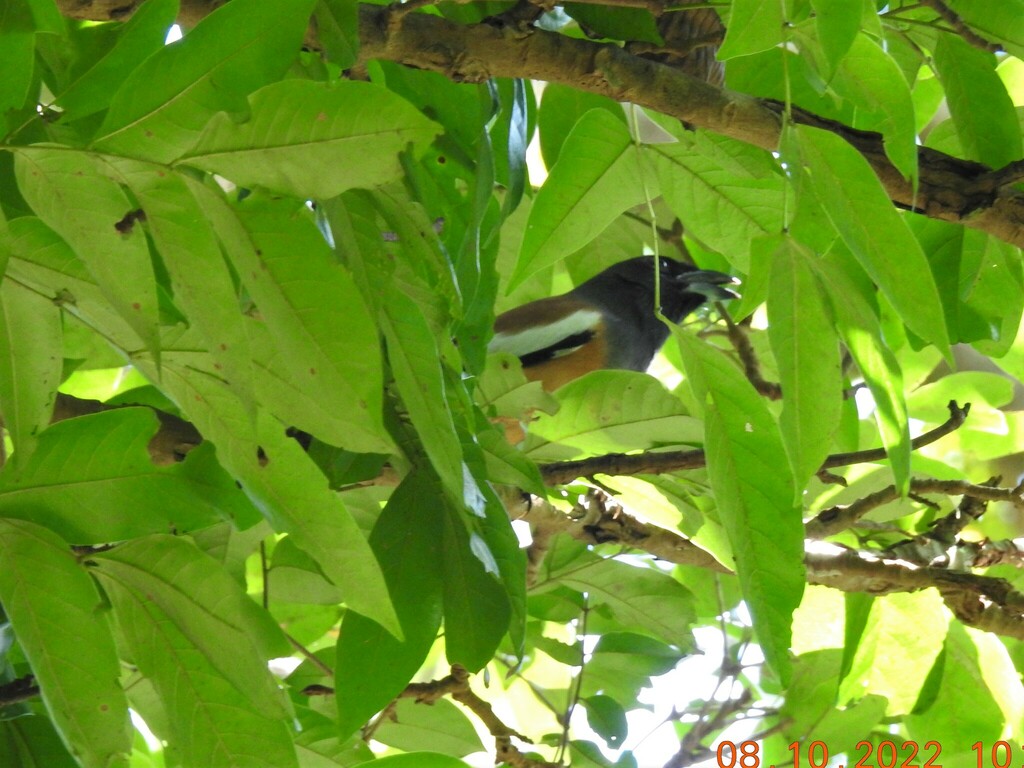 Rufous Treepie from Udupi, Karnataka, India on October 08, 2022 at 10: ...