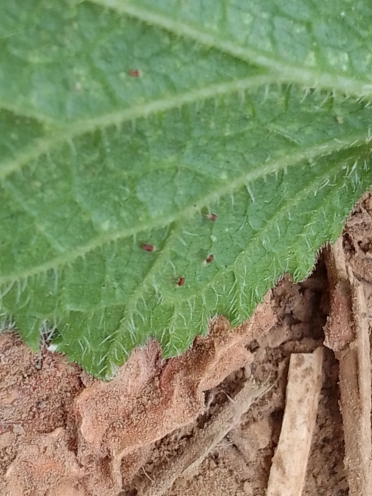 Tetranychus urticae Koch, 1836