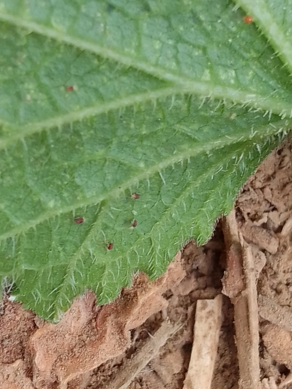 Tetranychus urticae Koch, 1836