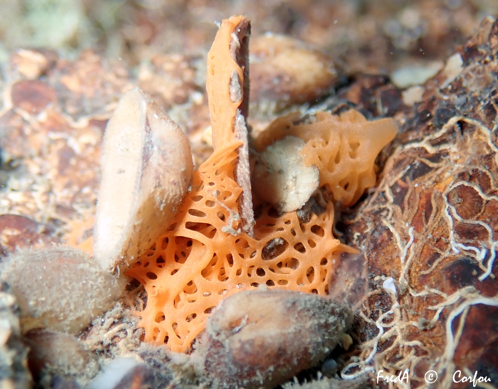 Clathrina rubra Sarà, 1958