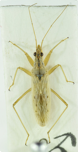 Subspecies Nabis pseudoferus pseudoferus · iNaturalist