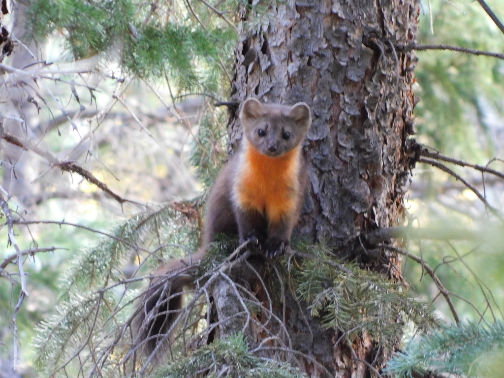 Pacific Marten from Eldora, CO 80466, USA on October 7, 2022 at 09:42 ...