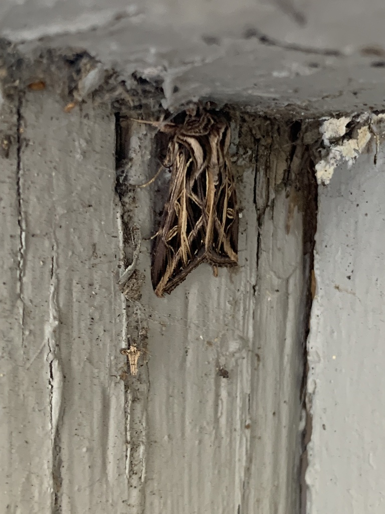 Girdler Moth from Deermoss Cres SE, Calgary, AB, CA on October 3, 2022 ...
