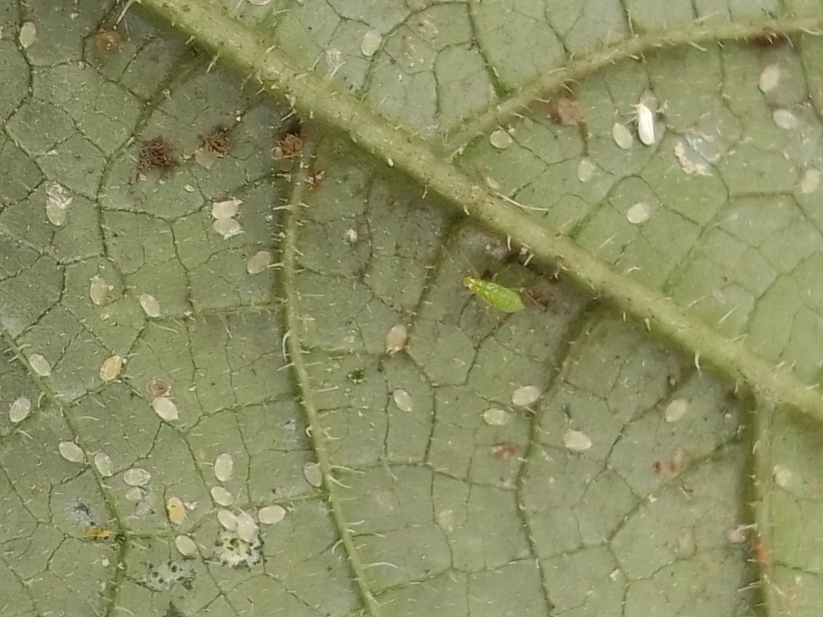 Nesidiocoris tenuis (Reuter, 1895)