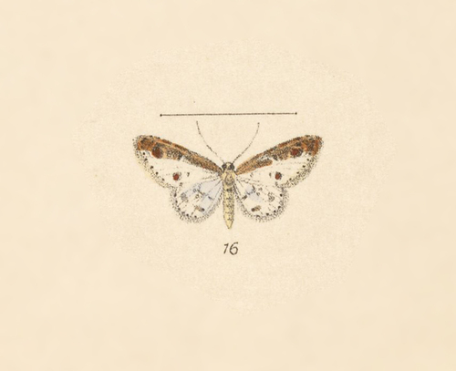 Genus Acidaliodes · iNaturalist