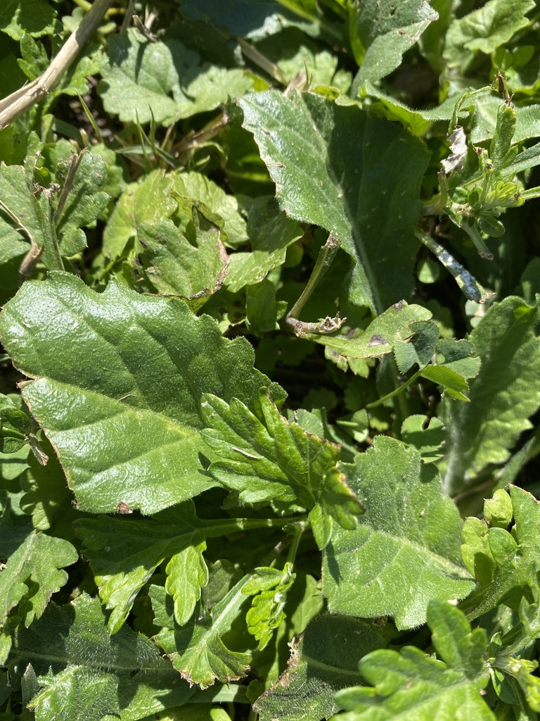 Oriental false hawksbeard from Frying Pan Farm Park, Herndon, VA, US on ...