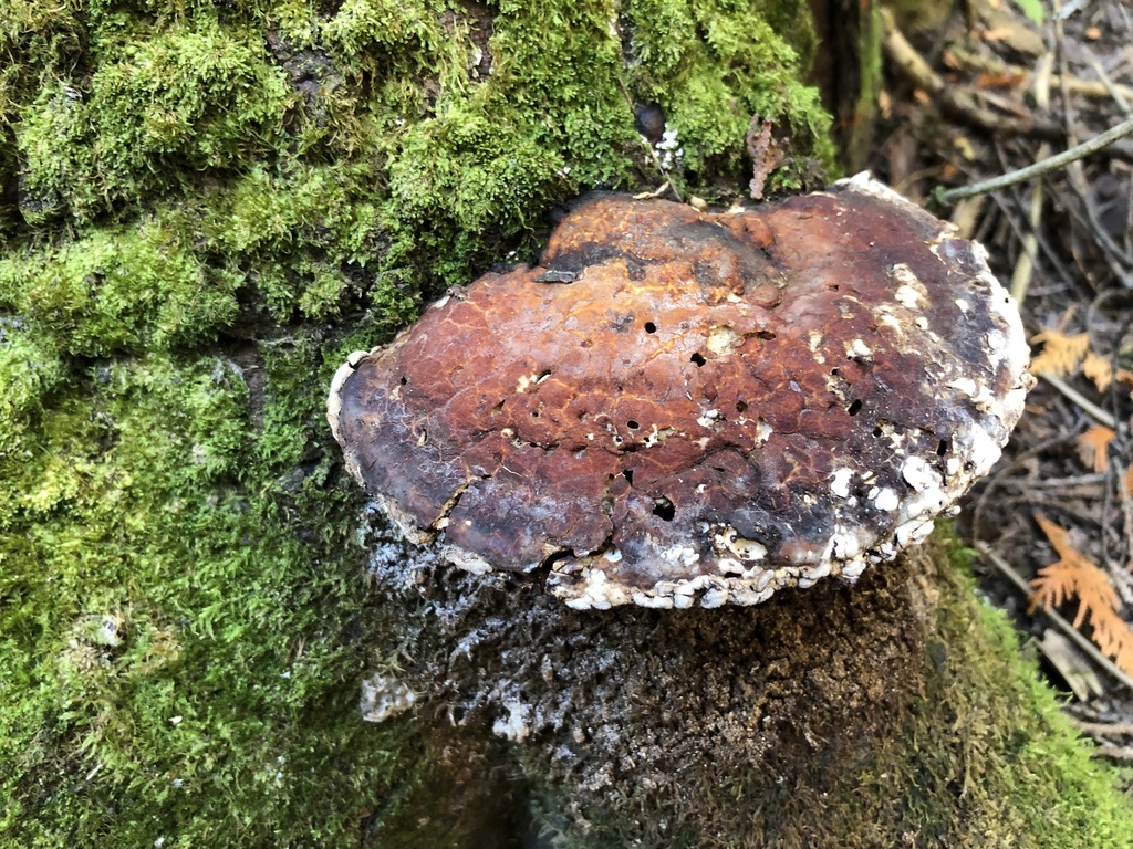 Conifer-base Polypore from Ottawa, ON, CA on October 10, 2022 at 12:23 ...