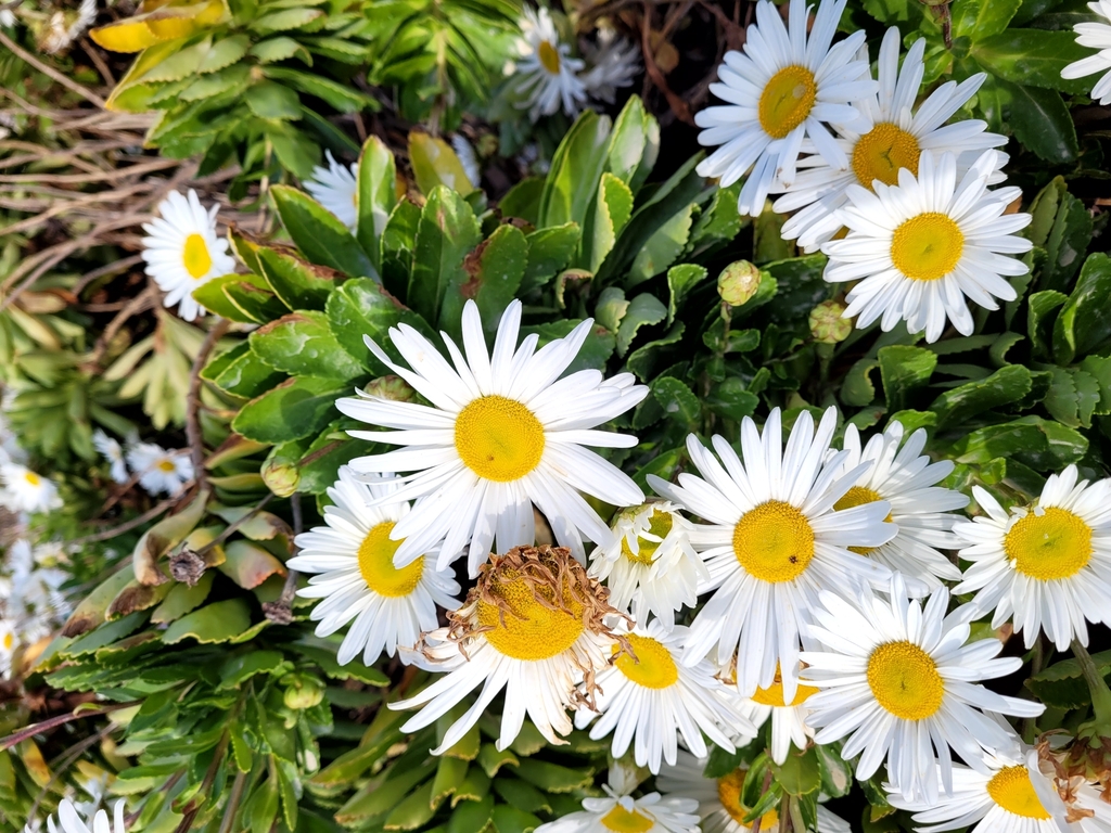 Nippon daisy from Duxbury, MA 02332, USA on October 10, 2022 at 09:48 ...