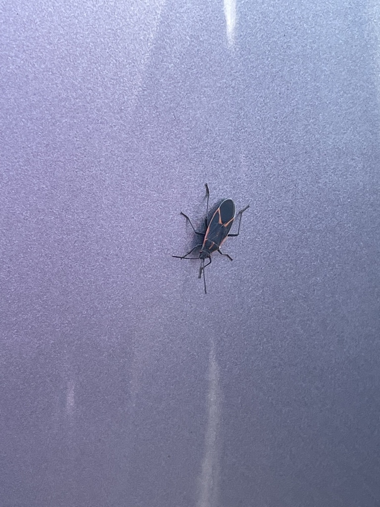 Eastern Boxelder Bug from Whitehorn Rd NE, Calgary, AB, CA on October ...