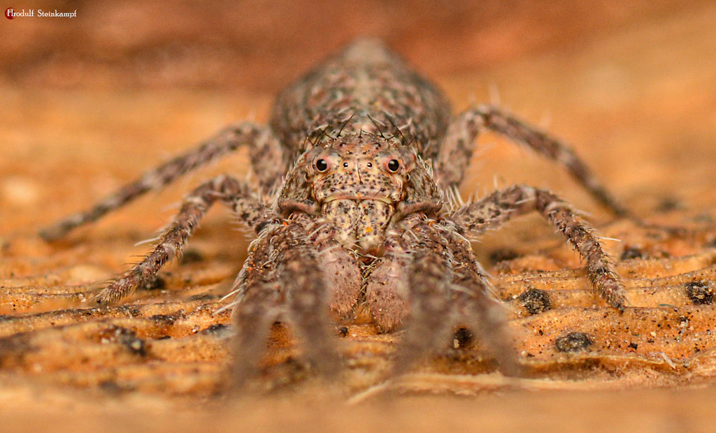 Humped tree crab spider from Spitskop Small Holdings, Bloemfontein ...