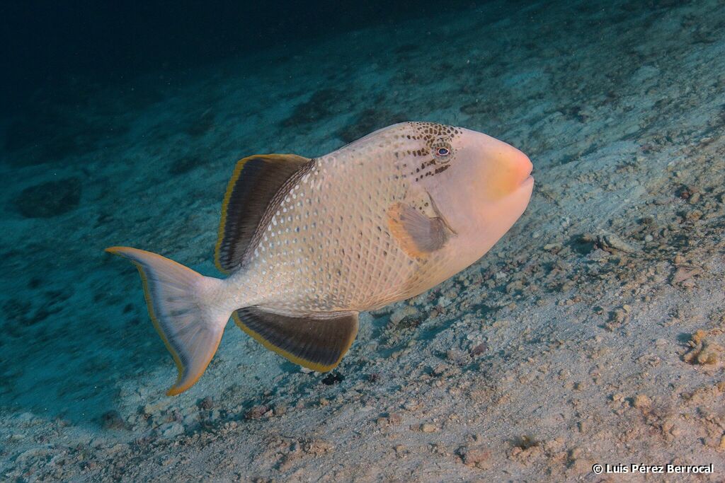 Yellowmargin Triggerfish (COTS Predators) · iNaturalist