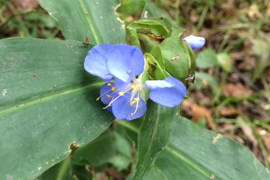 Virginia Dayflower (Commelina virginica) - Botanical Realm