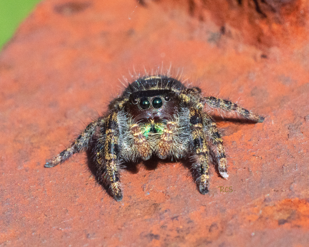 Bold Jumping Spider from Northumberland County, PA, USA on October 10 ...