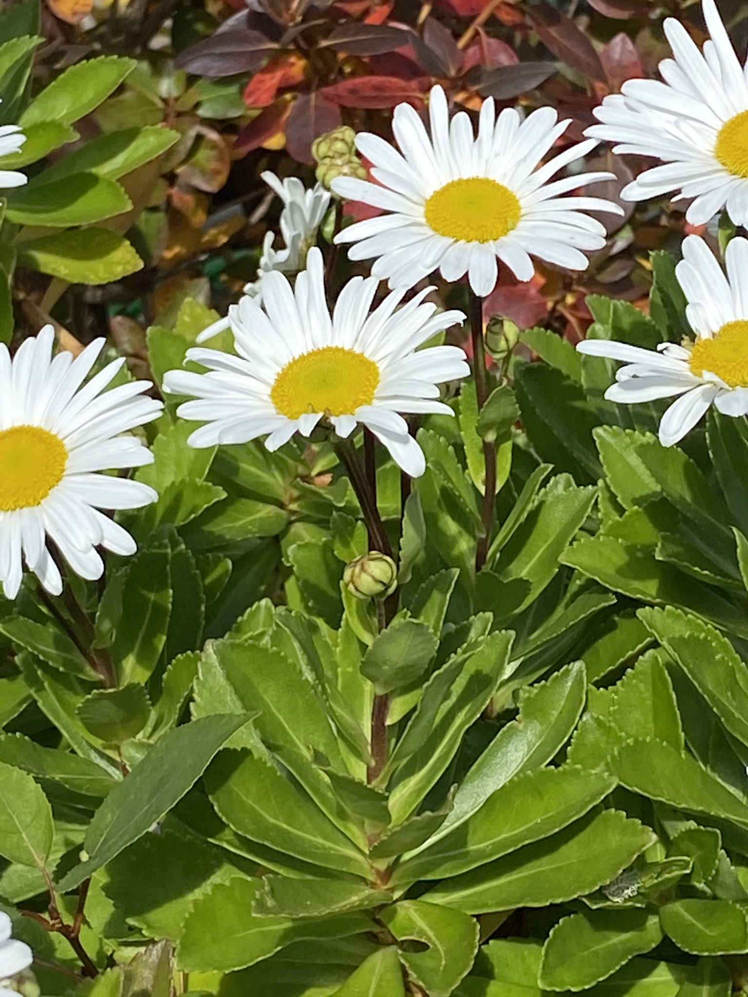 Nipponanthemum nipponicum (Franch. ex Maxim.) Kitam.