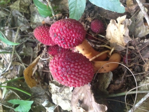 Variety Helosis cayennensis mexicana · iNaturalist United Kingdom