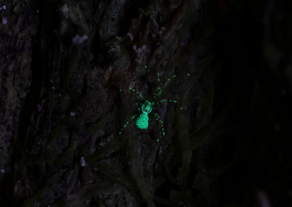 Square-ended Cobweb Spiders from Orokonui Ecosanctuary, Dunedin, New ...