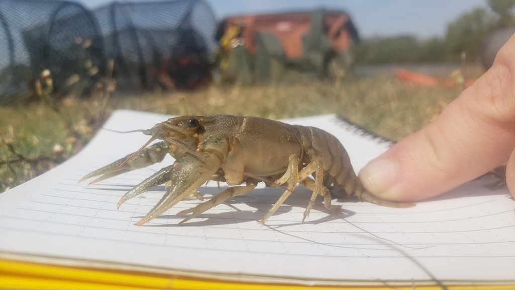 Virile Crayfish from Wichita, KS 67219, USA on September 30, 2022 at 01 ...