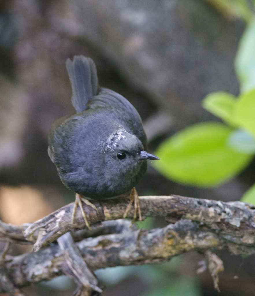 Magellanic Tapaculo (GUIA DE RECONOCIMIENTO DE BIODIVERSIDAD DE LOS HUMEDALES URBANOS DE PUERTO ...